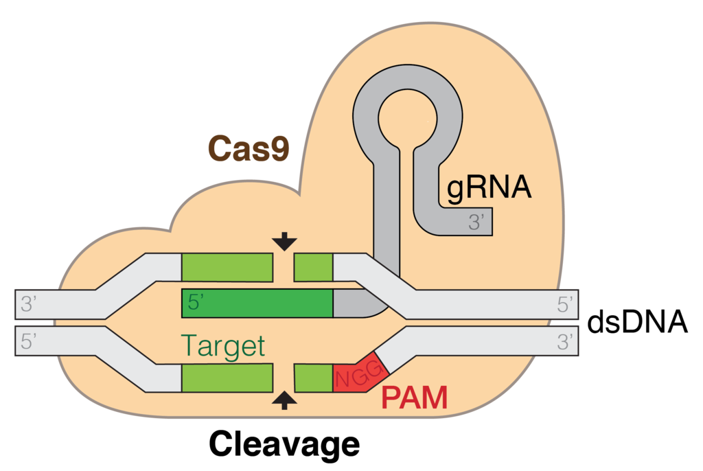 CRISPR-Cas9 Technology – Biochemistry
